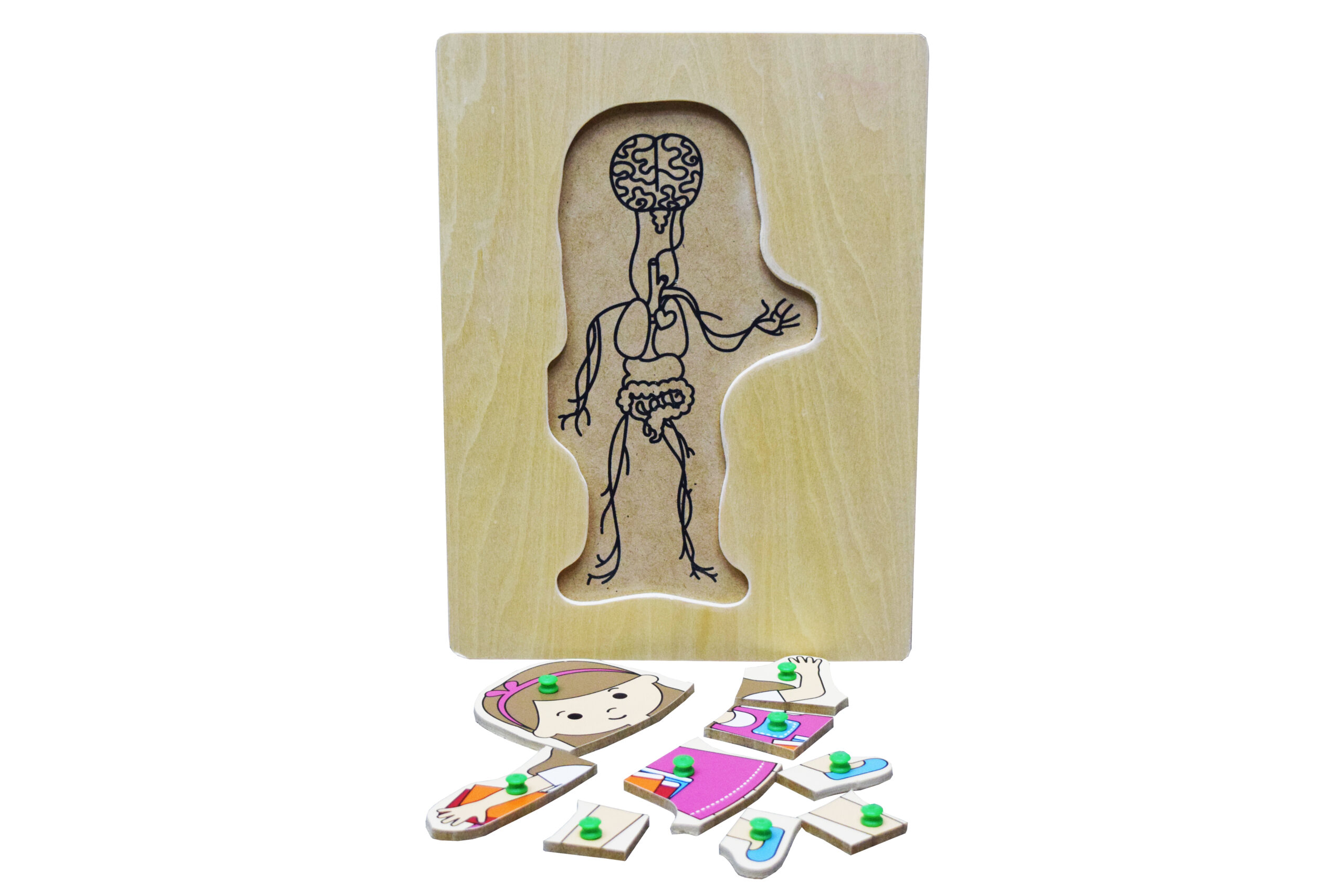 Rompecabezas De Madera Cuerpo Humano Niña Libélula